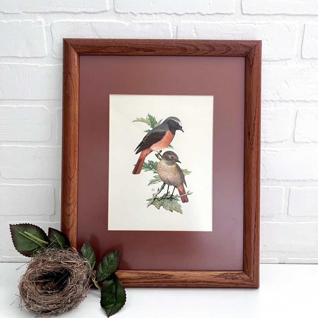Vintage Framed John Murr Bird Print, Bird Art, Bird Decor, Framed Bird ...