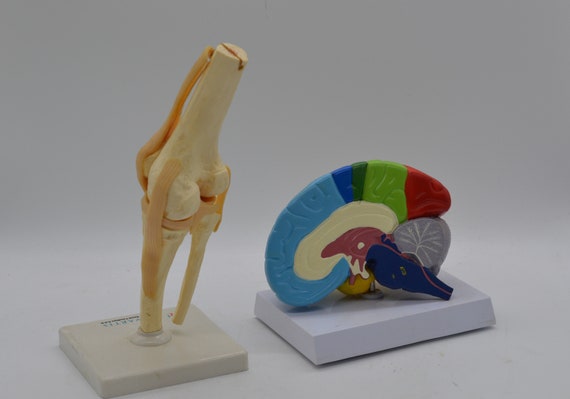 Vintage French Anatomical Models/french Medical Pharmacy | Etsy