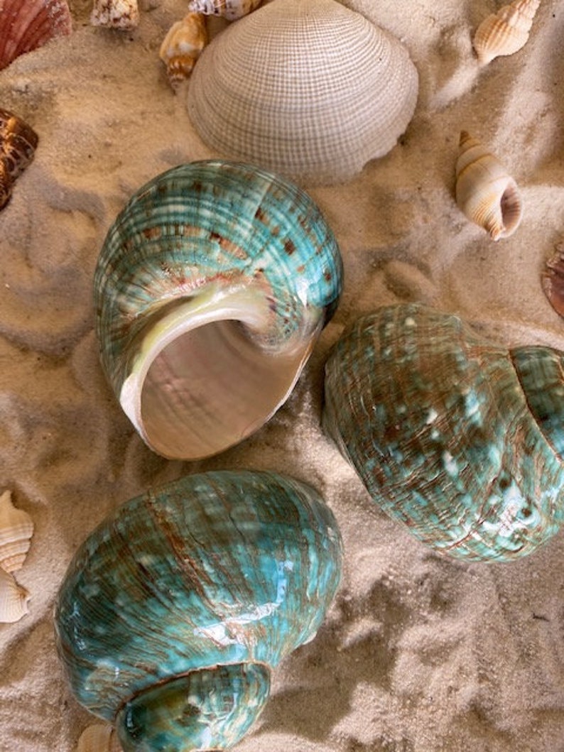 Turbo Jade Shell Natural Polished Sea Shell Turbo Sea Shell | Etsy