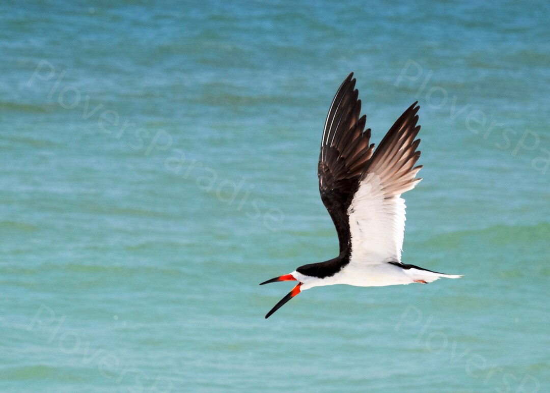 DIGITAL Flying Bird Photograph // Black Skimmer Print // Florida Flying ...