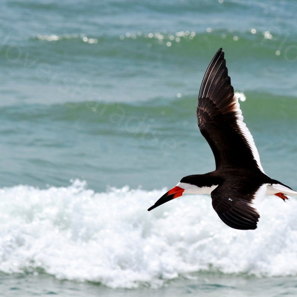 Black Skimmer Bird - Etsy