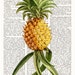 Dictionary Art Print PINEAPPLE, Antique Print, Kitchen Wall Decor ...