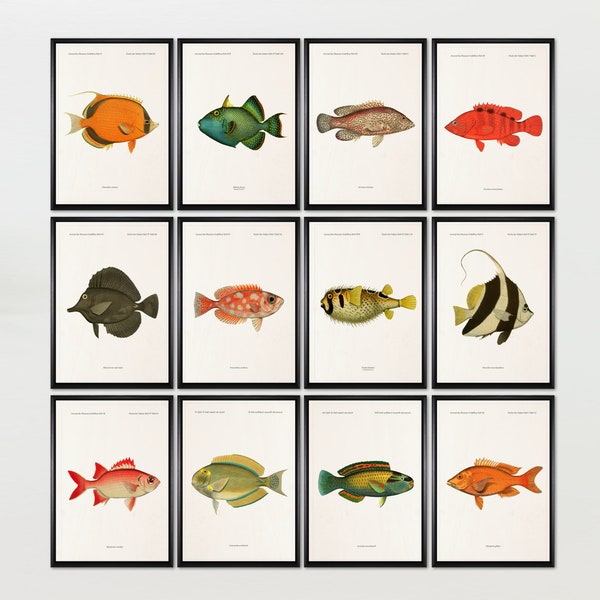 Antique Fish Print - Etsy