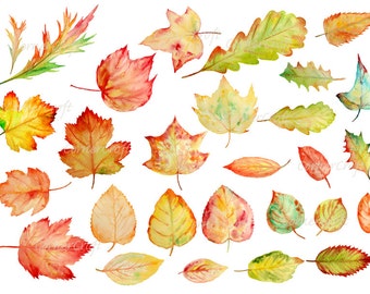 Fall leaves clipart | Etsy