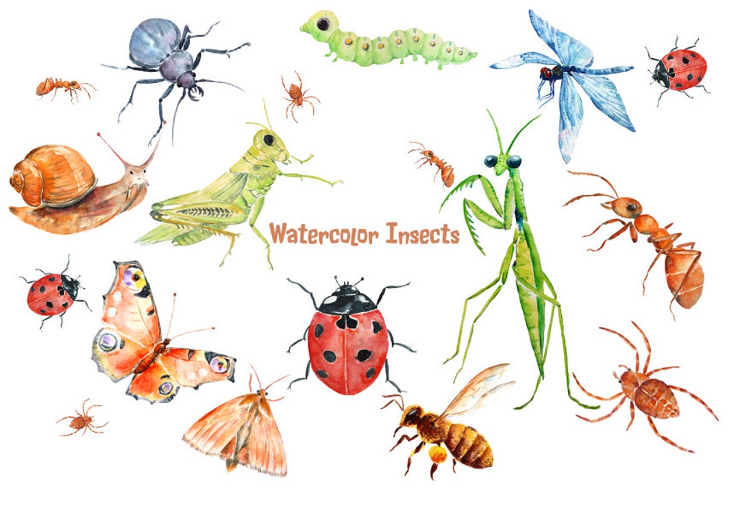 Hand Drawn Watercolor Clipart Insects and Spider Illustration Instant ...