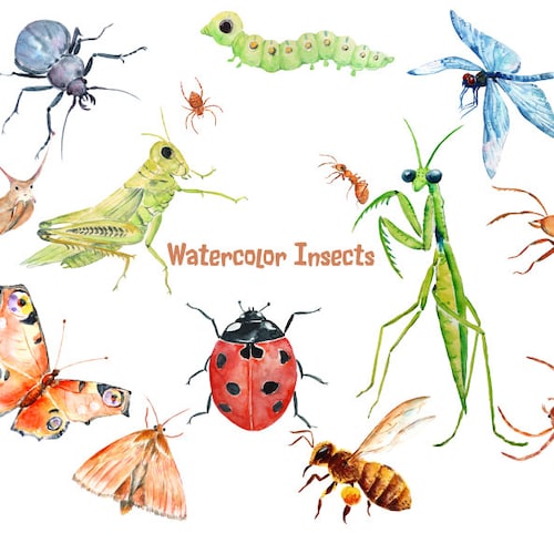 Hand Drawn Watercolor Clipart Insects and Spider Illustration - Etsy