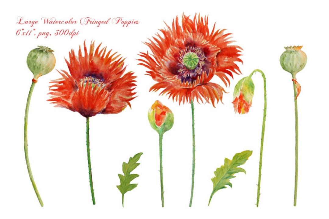Watercolor Fringed Red Poppies Clipart (digital Download) - Etsy