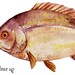 Watercolour Fish Clipart Digital Download, Carp, Trout, Tuna, Sardine ...