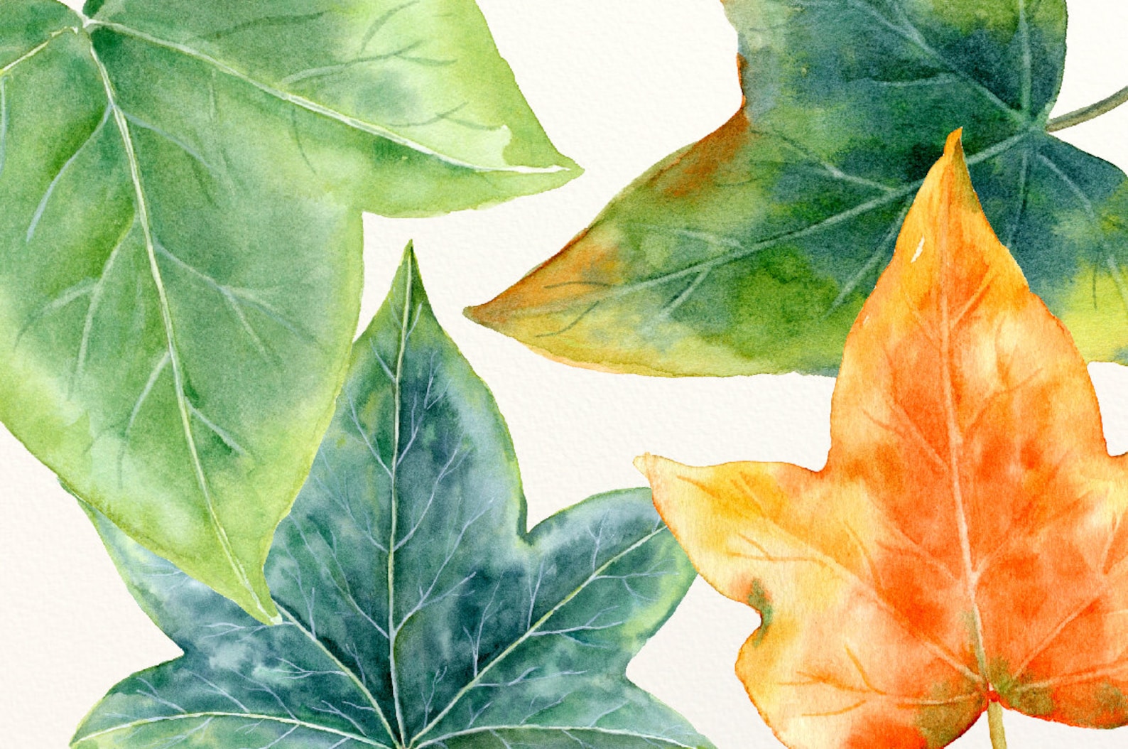 Aquarell Efeu Blatt Clipart, Grün & Gold Blätter (Instant Download ...