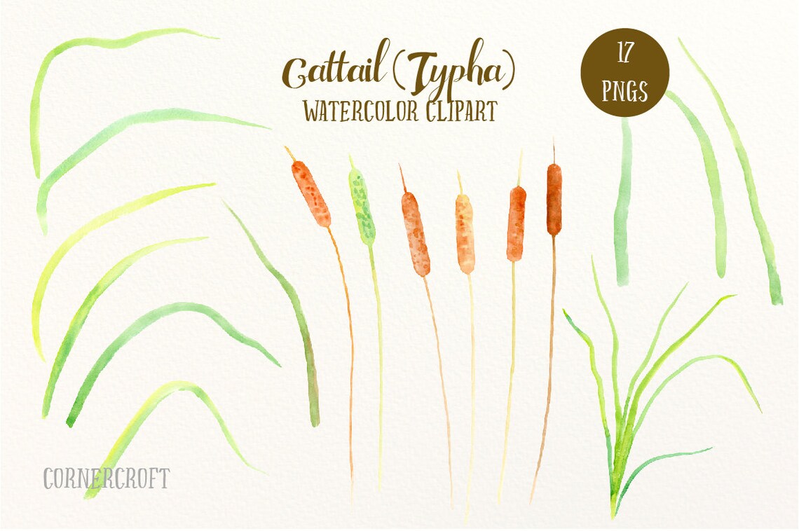 Watercolor Clip Art Cattail typha Bulrush Seed Head and | Etsy