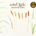 Watercolor Clip Art Cattail (typha), Bulrush, Seed Head and Leaves ...