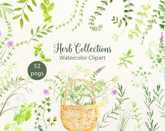 Watercolor clipart Hand painted watercolor herbs in