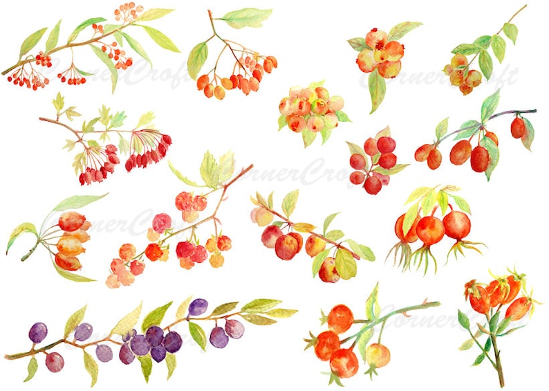 Hand Painted Watercolor Autumn Berries Fall Berries Digital - Etsy Hand Painted Watercolor Autumn Berries Fall Berries Digital - Etsy