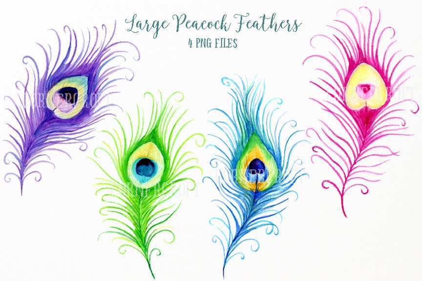 Watercolor Clipart Peacock Feathers for Instant Download - Etsy UK