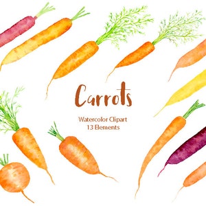 Watercolor Clipart - Carrot Illustration, Rainbow Carrots, Heritage ...