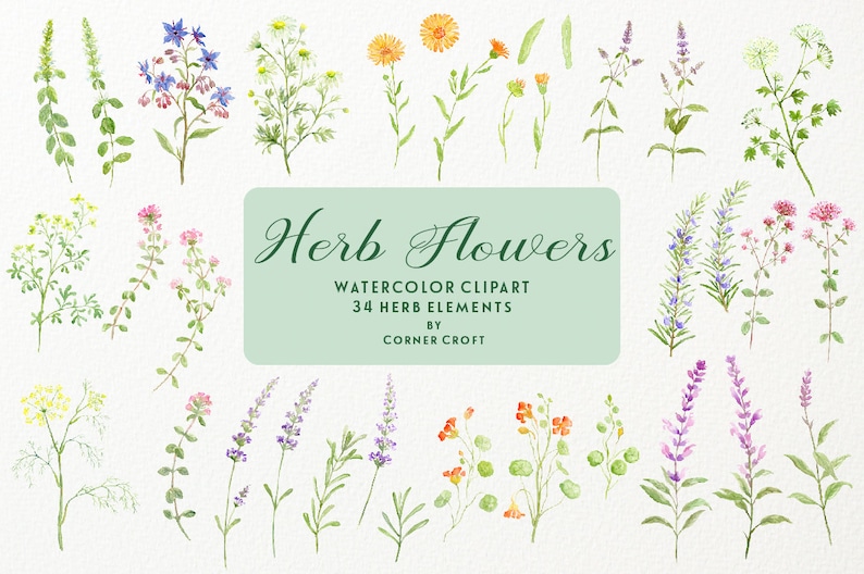 Watercolor Herb Flower Clipart, Herb Prints Collection (digital ...