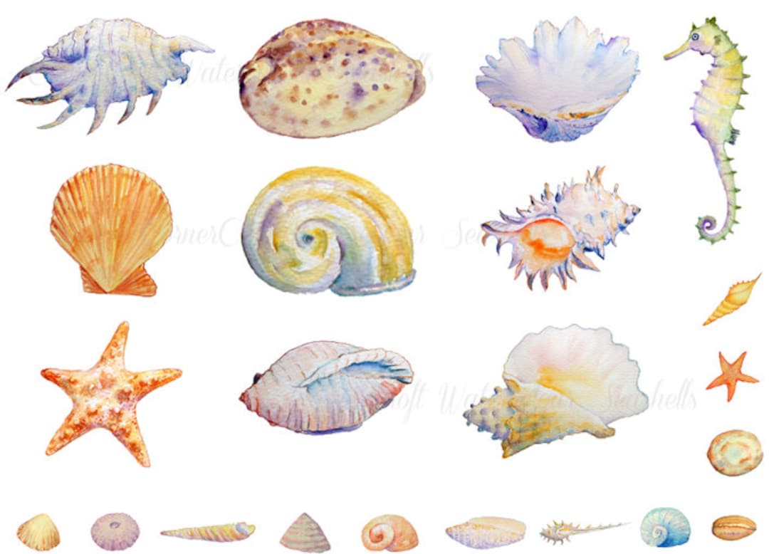 Watercolour Seashell Clipart Collection Digital Seashells Star Fish ...