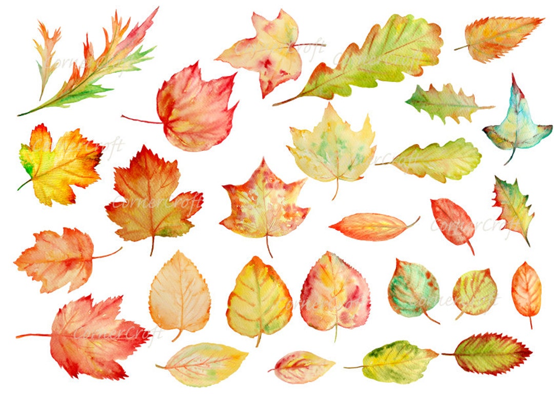 Watercolor Autumn Leaf Clipart, Fall Leaves, Instant Download - Etsy