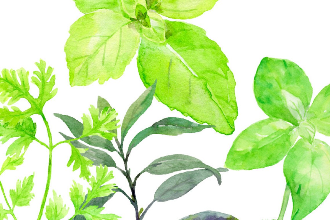 Watercolor Clipart Herb Collection Instant Download for | Etsy