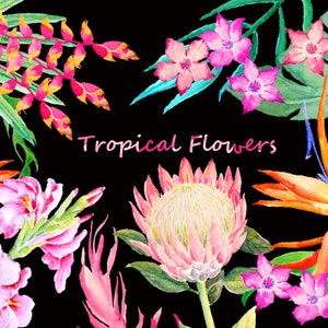 Hand painted watercolor tropical flowers and leaves digital clipart ...