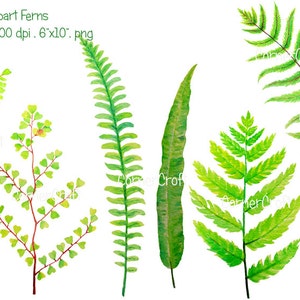 Hand Painted Watercolor Fern Fronds Fern Leaves Digital Clipart Instant ...
