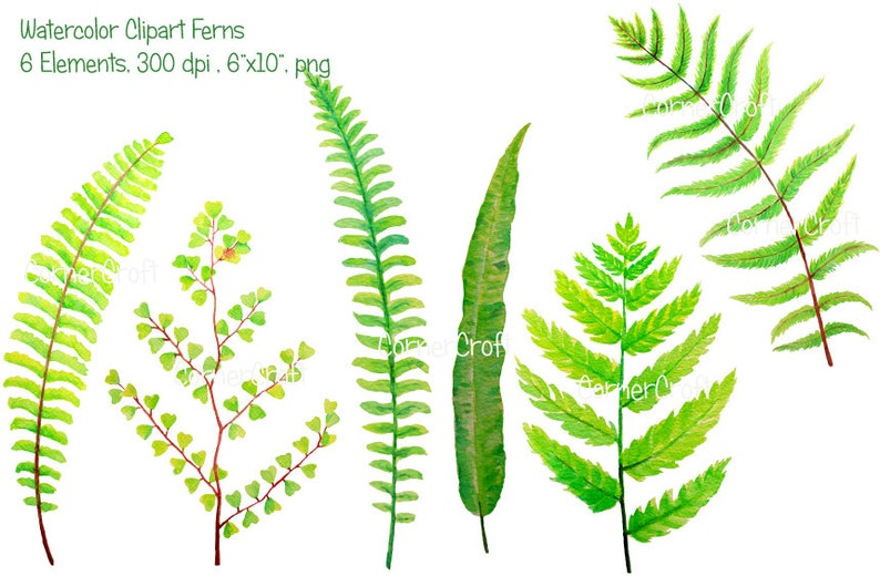 Hand Painted Watercolor Fern Fronds Fern Leaves Digital - Etsy