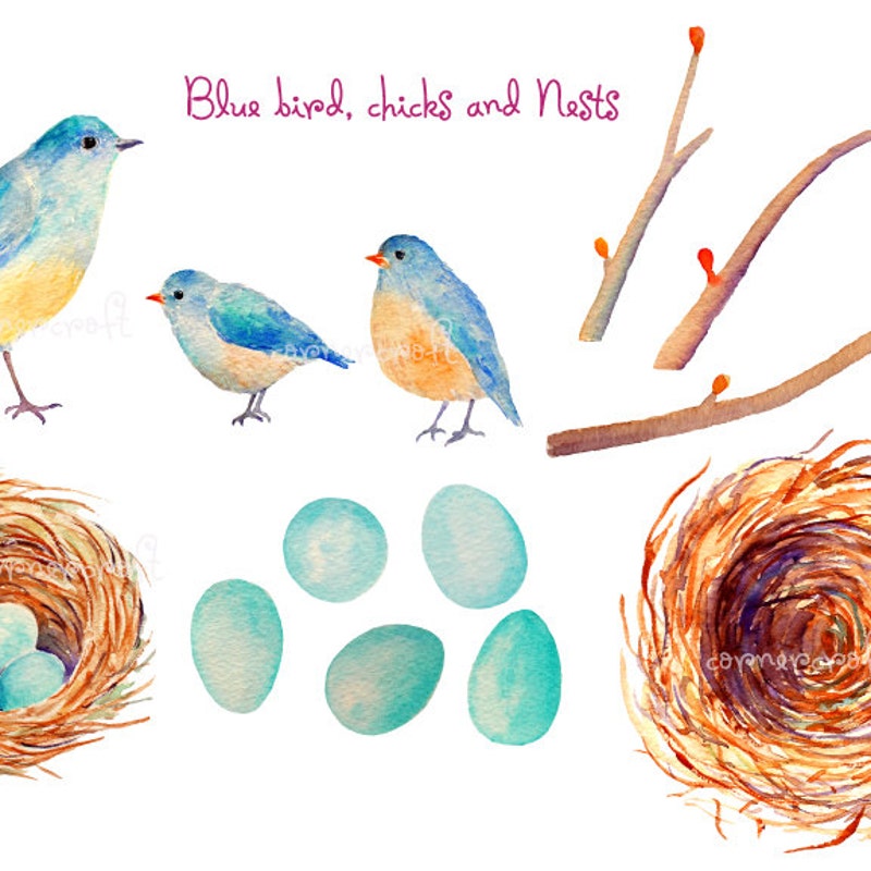 Blue Bird Eggs - Etsy