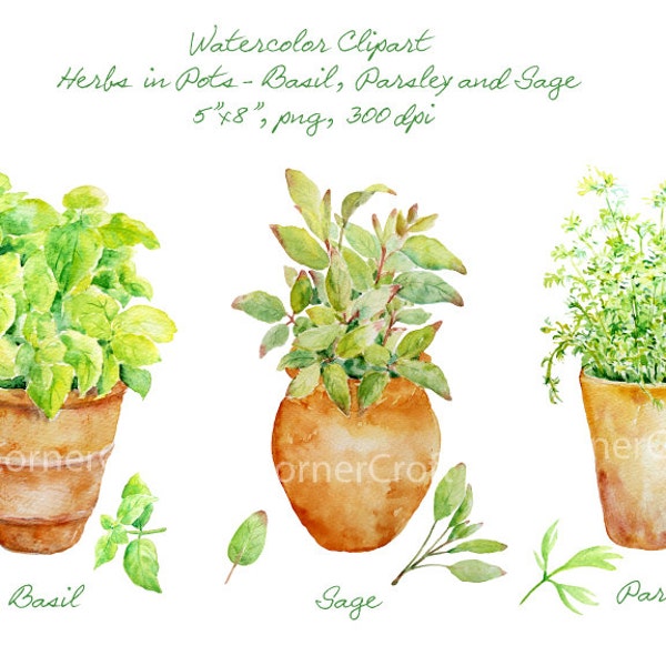 Watercolor Herbs - Etsy