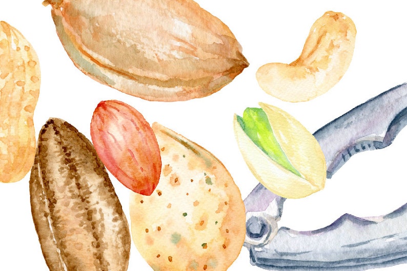 Watercolor Clipart Go Nuts Nut Illustration Cashewwalnut - Etsy