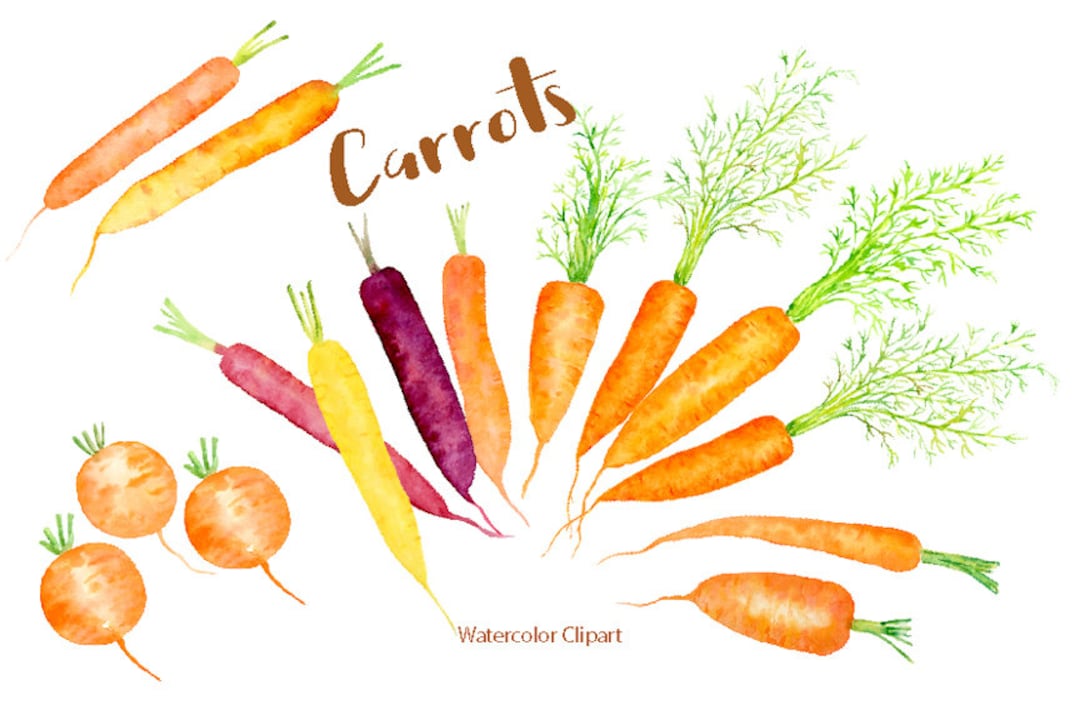 Watercolor Clipart - Carrot Illustration, Rainbow Carrots, Heritage ...