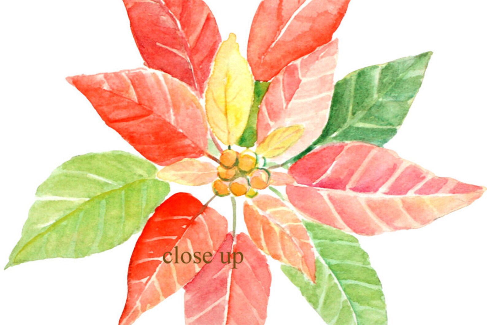 Watercolor Clipart Christmas Poinsettia Ribbon Leaf and - Etsy