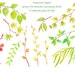 Watercolor Spring Tree, Branch and Young Shoot for Instant Download - Etsy