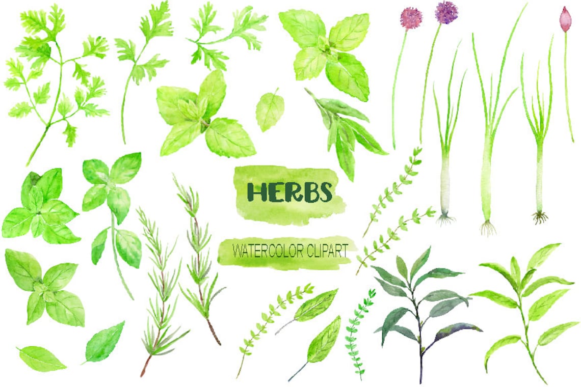 Watercolor Clipart Herb Collection Instant Download for | Etsy