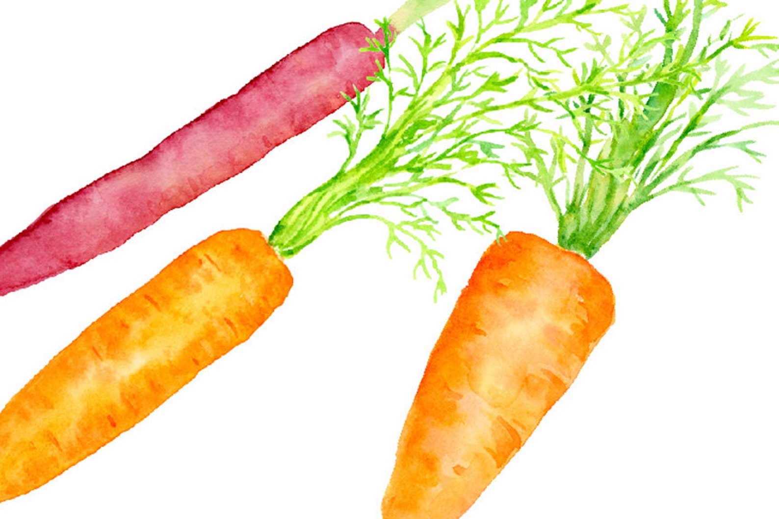 Watercolor Clipart - Carrot Illustration, Rainbow Carrots, Heritage ...