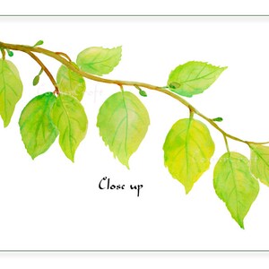 Watercolor Spring Tree, Branch and Young Shoot for Instant Download - Etsy