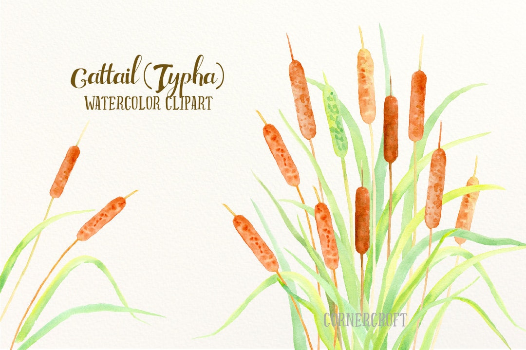 Watercolor Clip Art Cattail (typha), Bulrush, Seed Head and Leaves ...