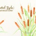 Watercolor Clip Art Cattail (typha), Bulrush, Seed Head and Leaves ...
