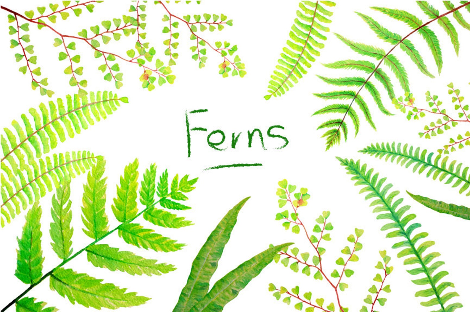 Hand Painted Watercolor Fern Fronds Fern Leaves Digital - Etsy
