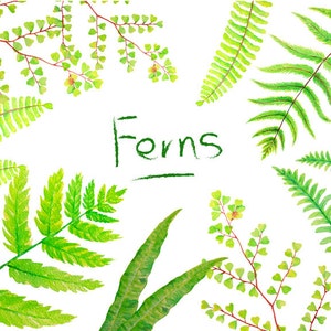 Hand Painted Watercolor Fern Fronds Fern Leaves Digital Clipart Instant ...