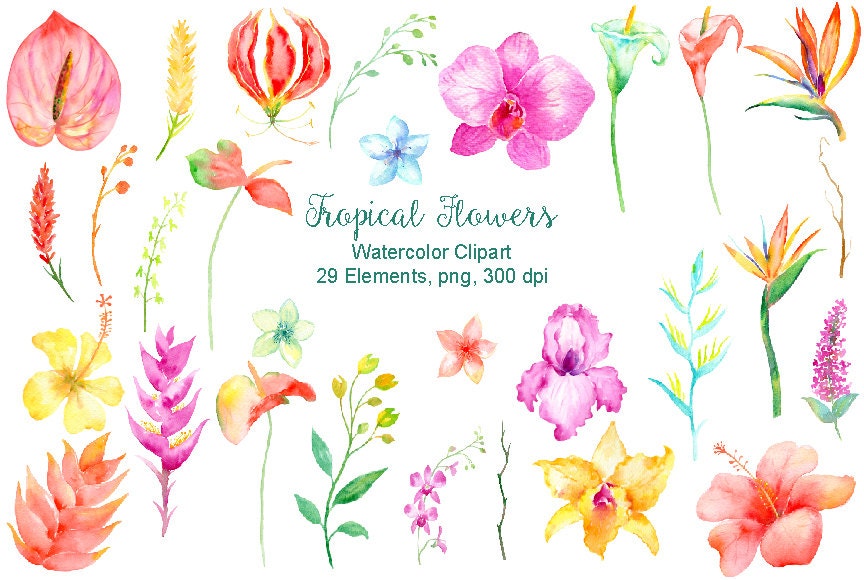 Watercolor Clipart tropical collection instant download | Etsy