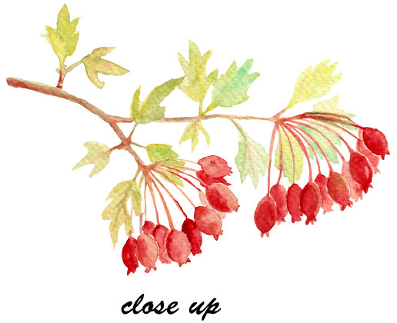 Hand Painted Watercolor Autumn Berries Fall Berries Digital - Etsy Hand Painted Watercolor Autumn Berries Fall Berries Digital - Etsy