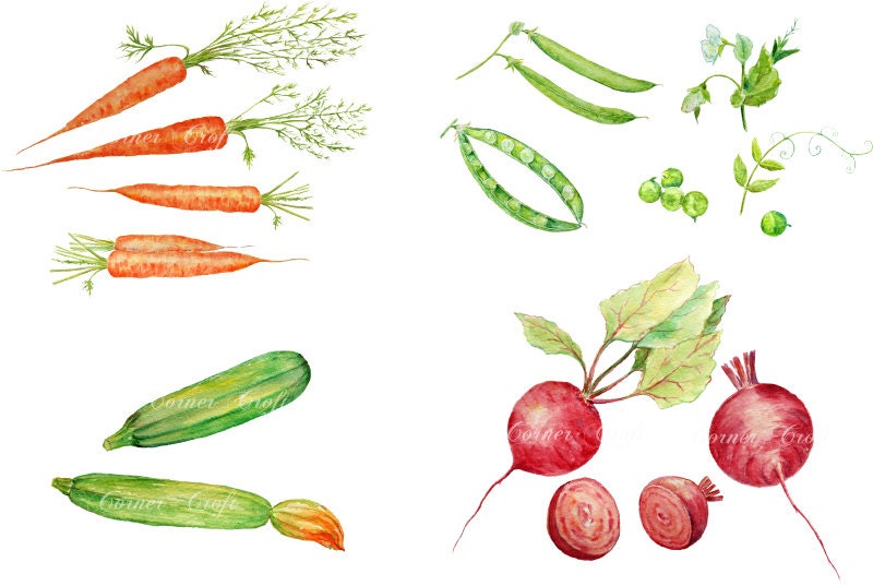 Hand painted watercolour vegetables carrots beetroots | Etsy