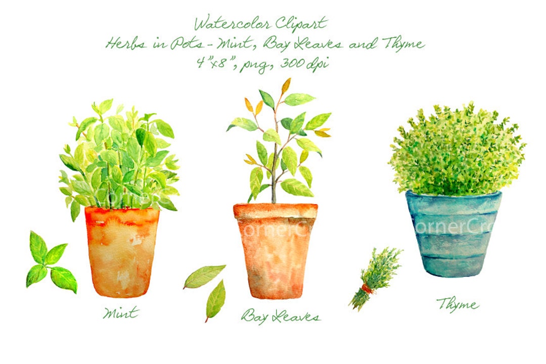 Watercolor Clipart - Hand Painted Watercolor Herbs in Terracotta Pots ...