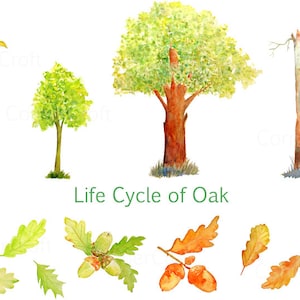 Watercolor Clipart - Life Cycle of Oak Tree - Oak Seedling, Sapling ...