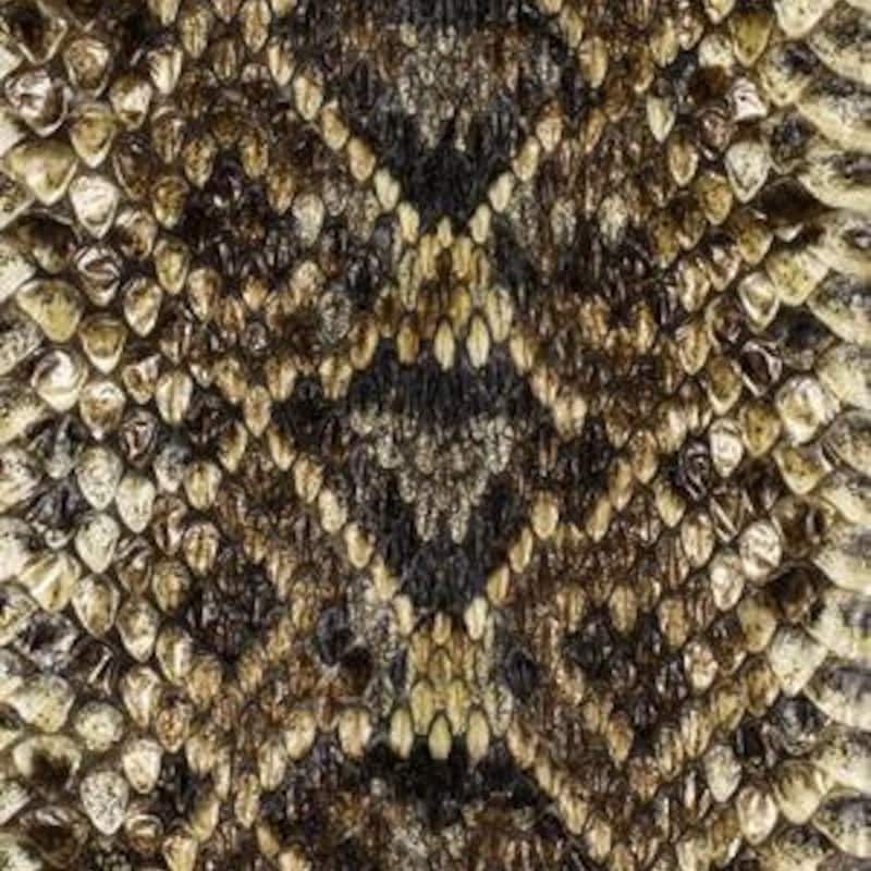 Rattlesnake Skin - Etsy