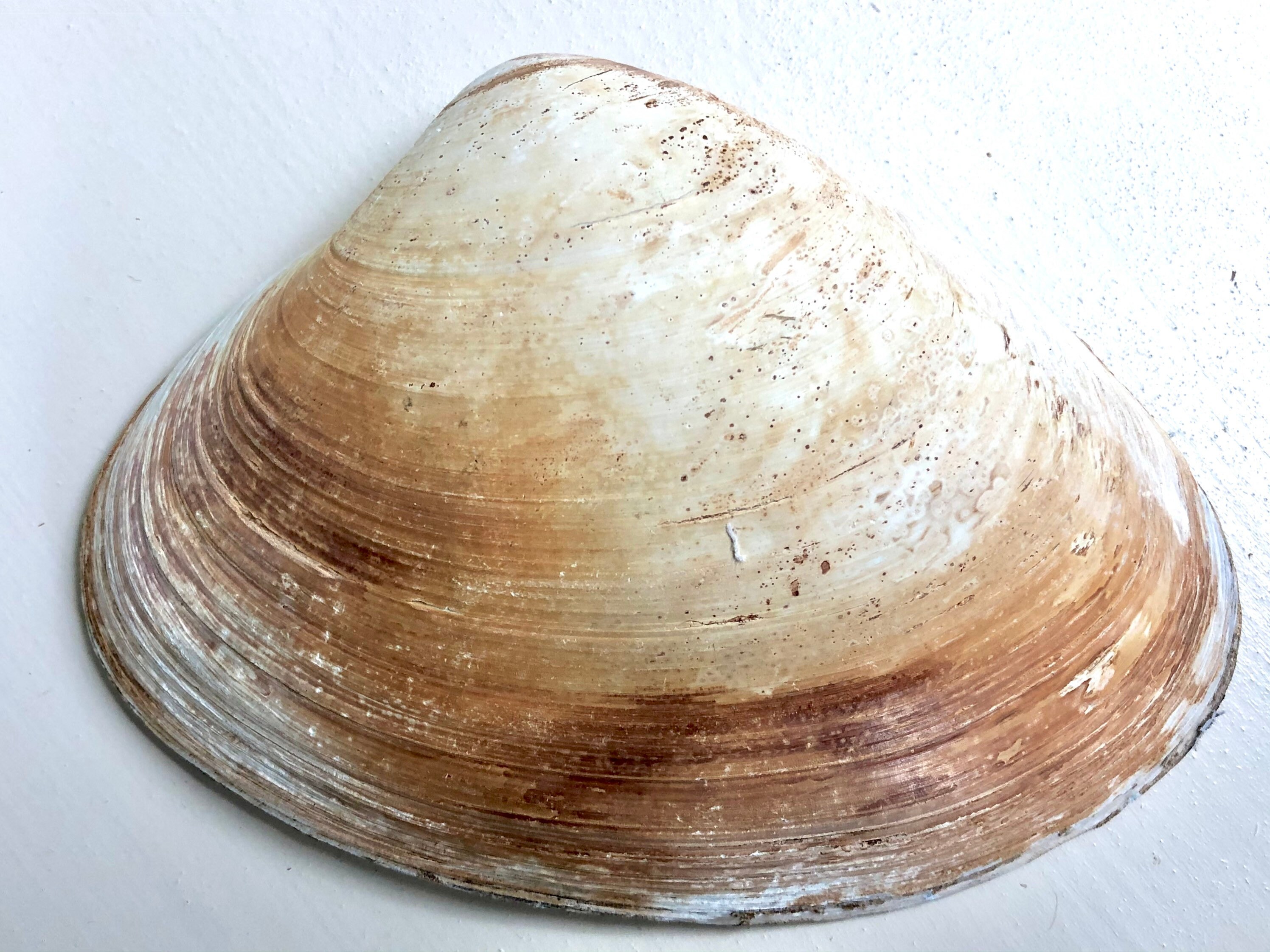 Blue Hydrangea Découpage Large Sea Clam Shell. Made in the - Etsy