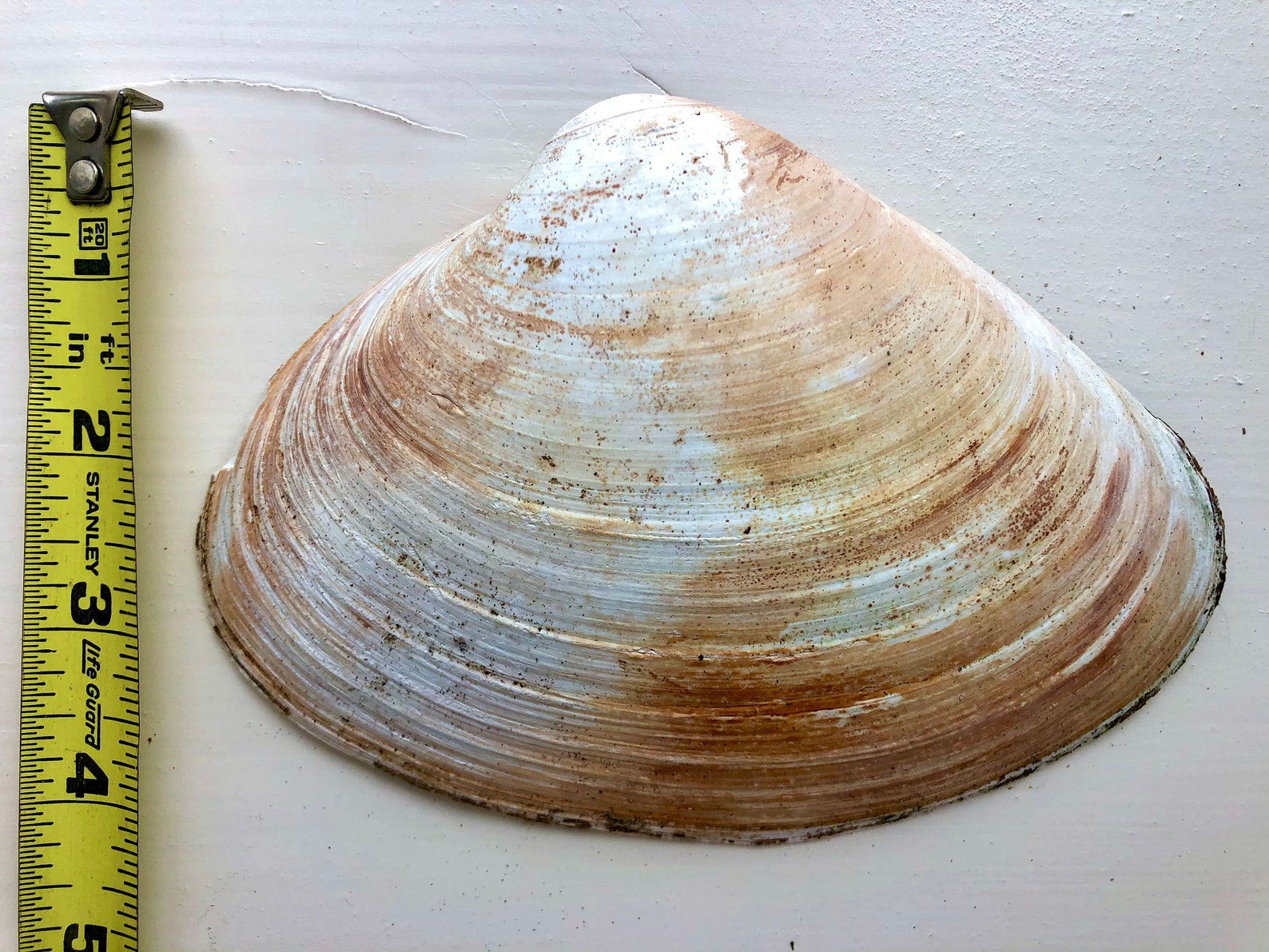 Grande coquille de palourde de mer naturel non poli | Etsy Grande coquille de palourde de mer naturel non poli | Etsy