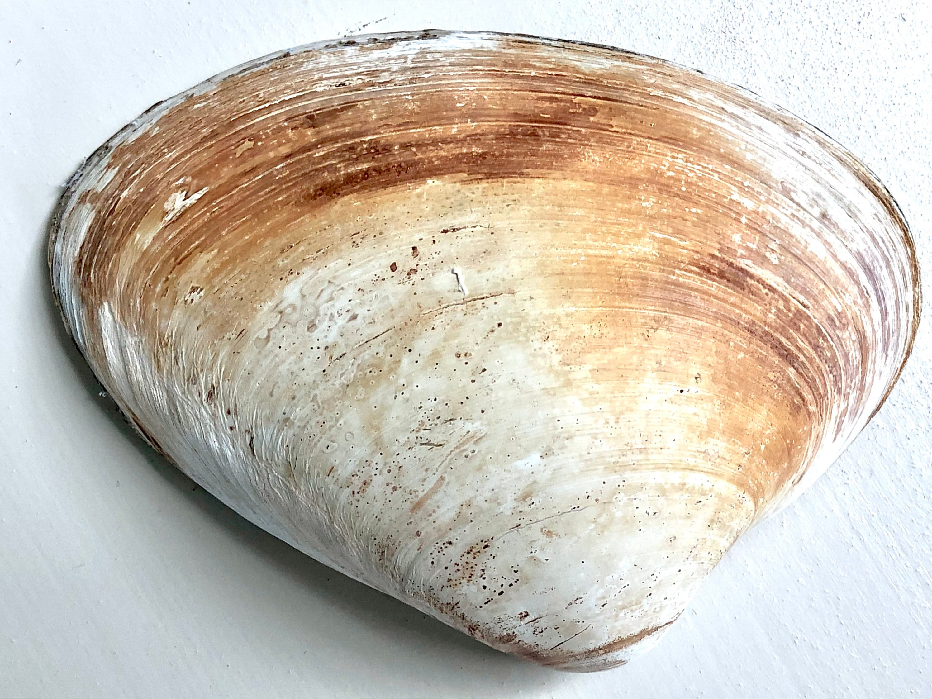 Southern Crab Découpage Large Sea Clam Shell. Made in the - Etsy