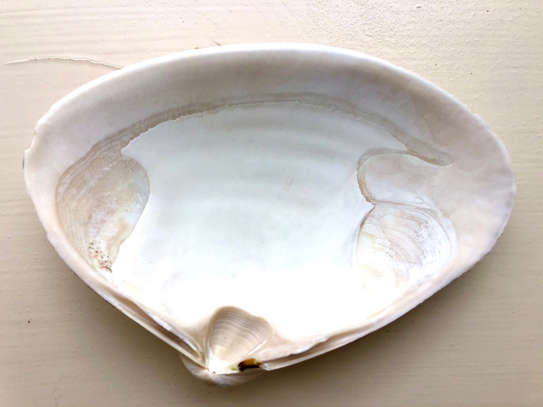 Bundle of 10 Large Sea Clam Shells Mixed 5.25 to 6 Natural, Unpolished ...