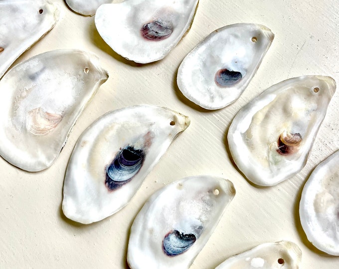 DRILLED OYSTER SHELL Flats/tops! Craft Bundle! Mixed Sizing: 2.25" to 3 ...
